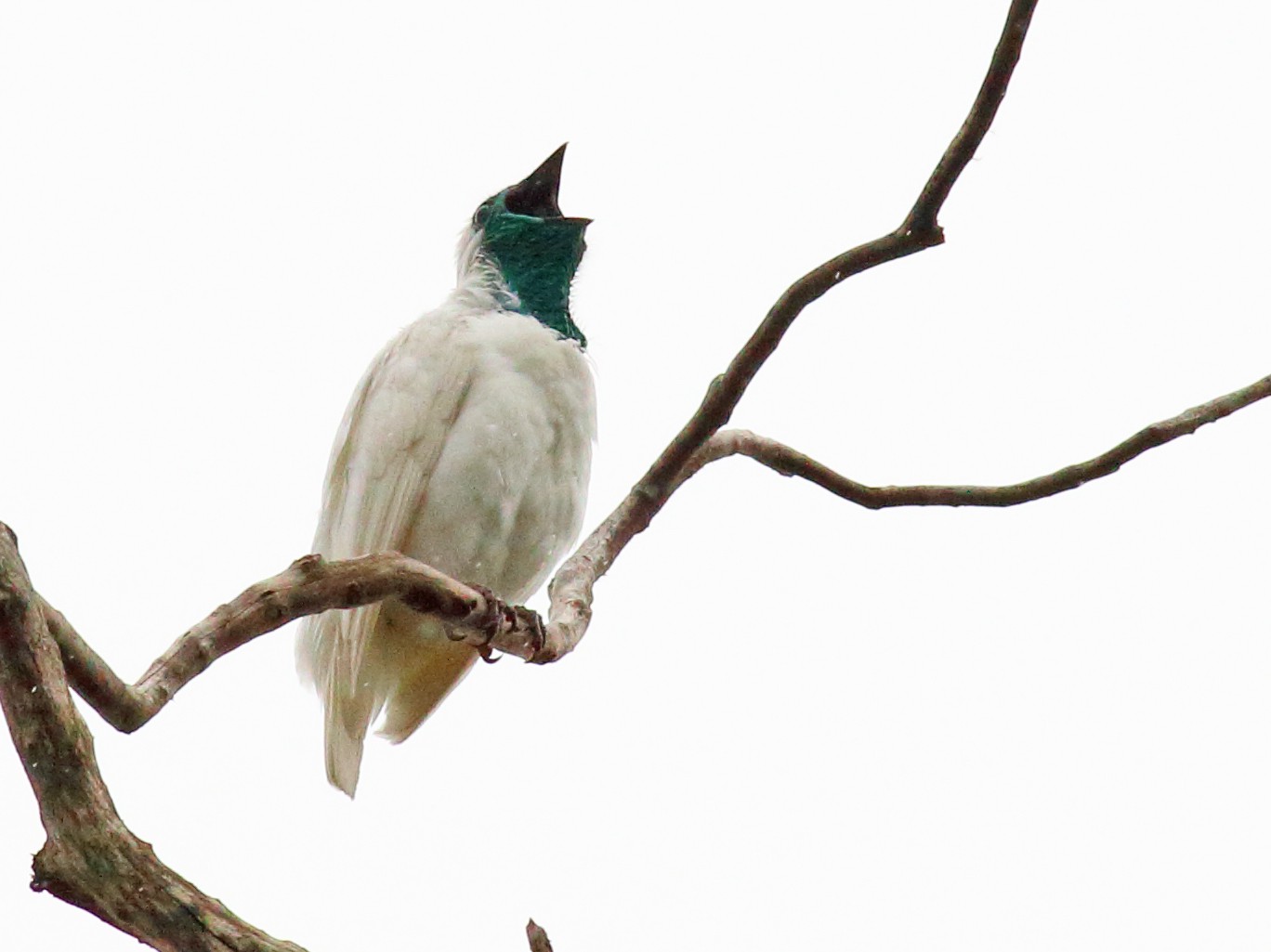 Pájaro Campana - eBird