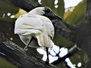 Paraguay National Bird