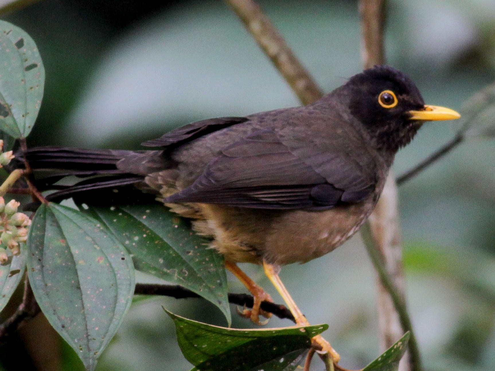 sabiá-de-cabeça-preta - eBird