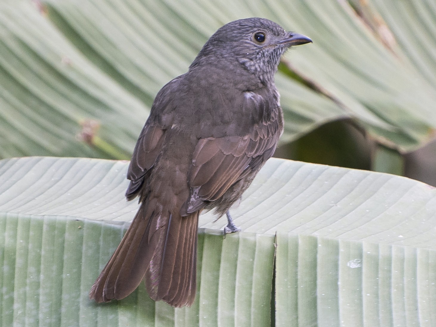 Cinnamon-vented Piha - eBird