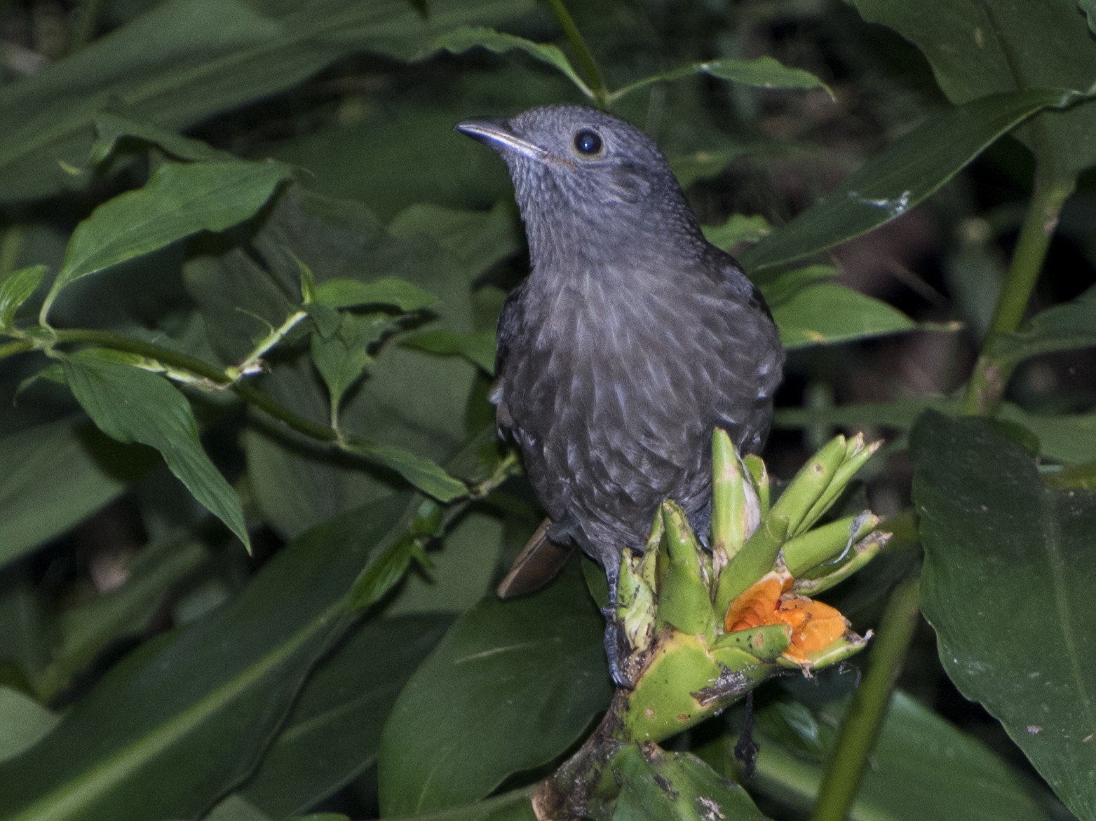 Cinnamon-vented Piha - eBird
