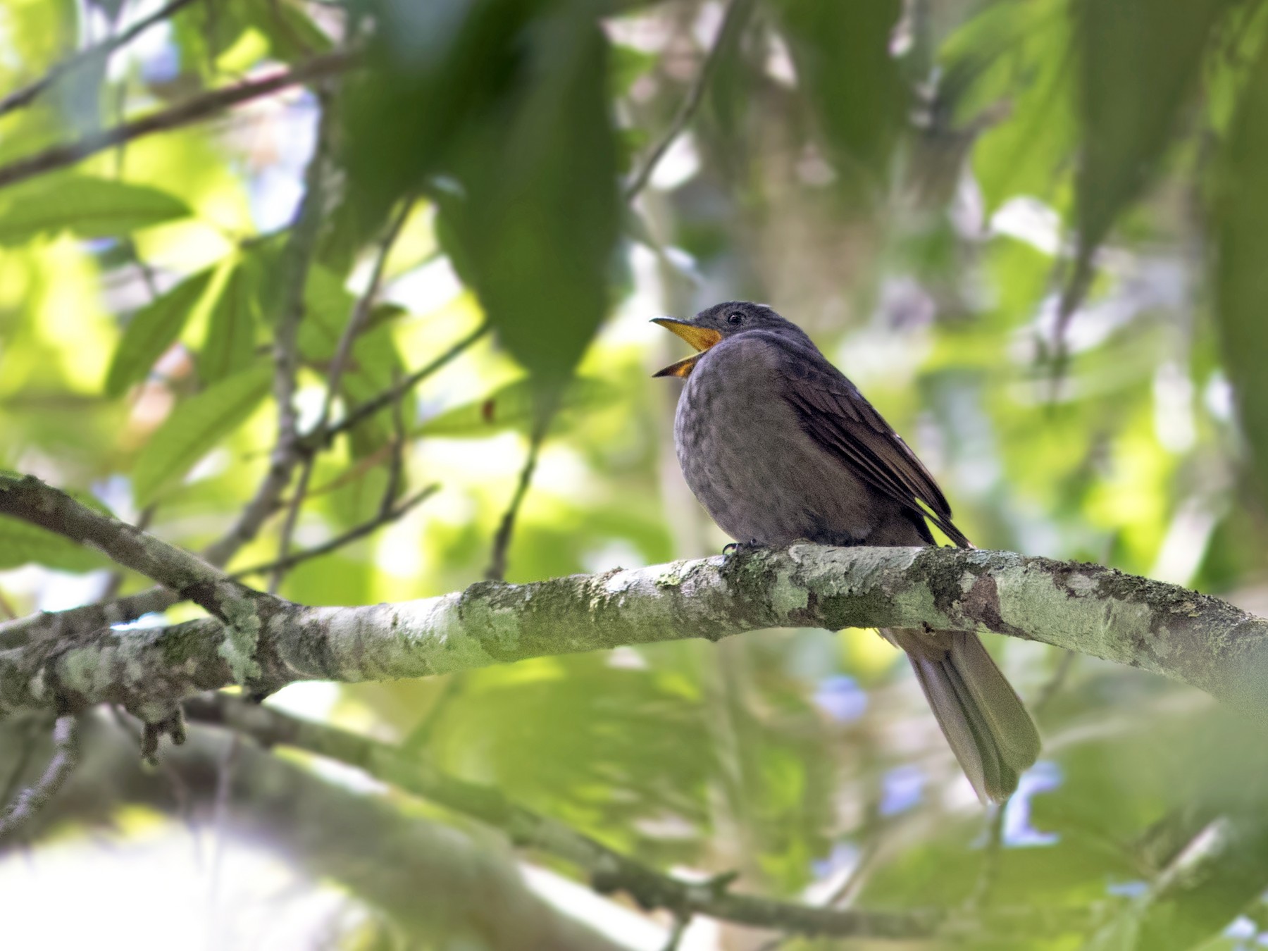 Cinnamon-vented Piha - eBird