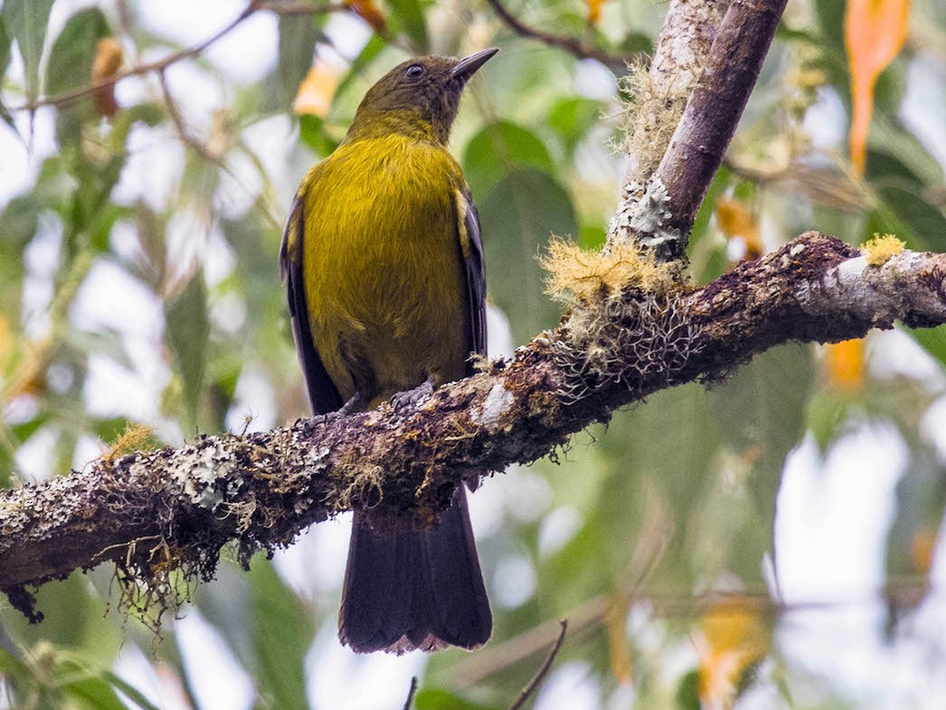 Gray-winged Cotinga - eBird
