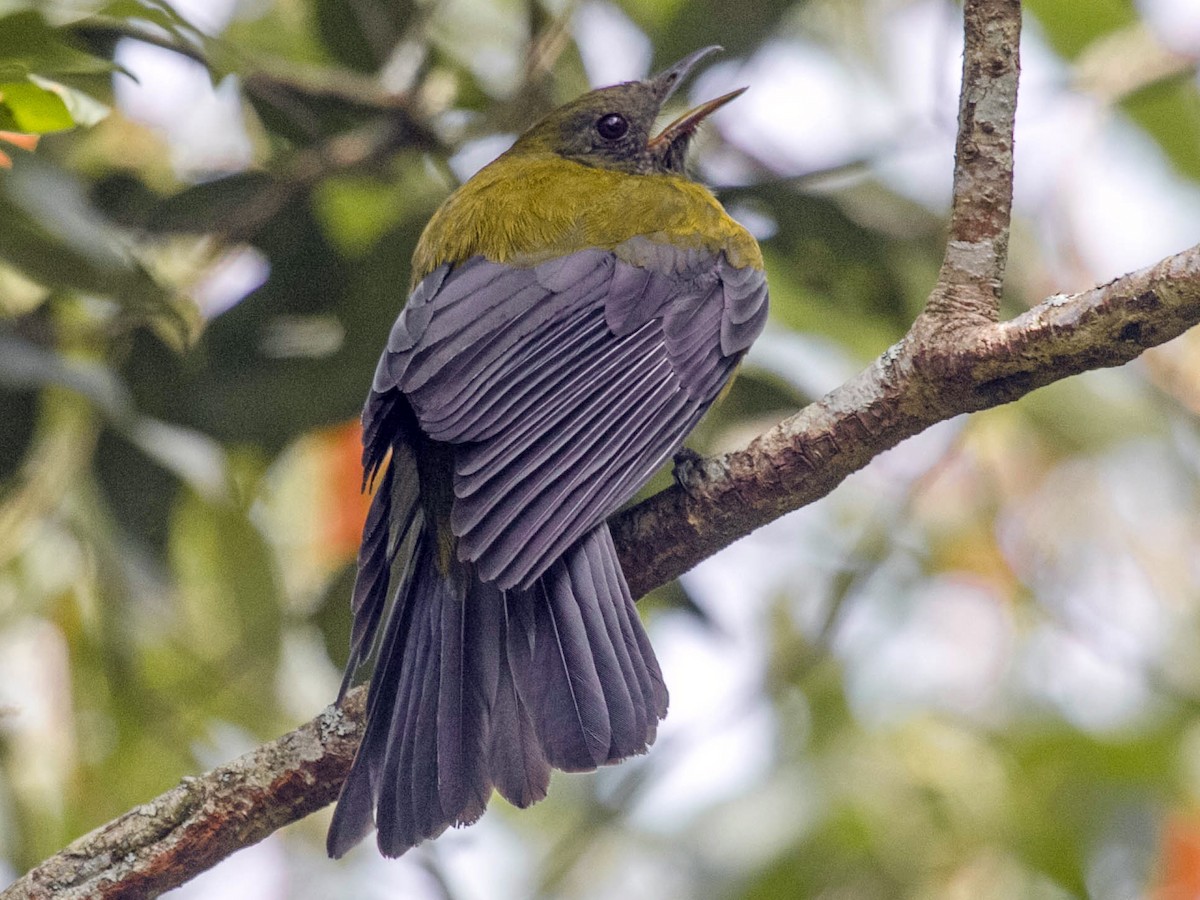Gray-winged Cotinga - Lipaugus conditus - Birds of the World