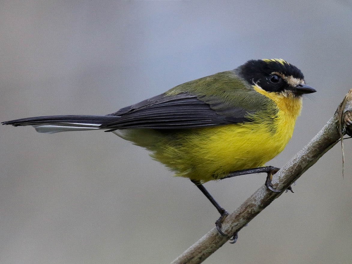 Yellow-crowned Redstart - Myioborus flavivertex - Birds of the World