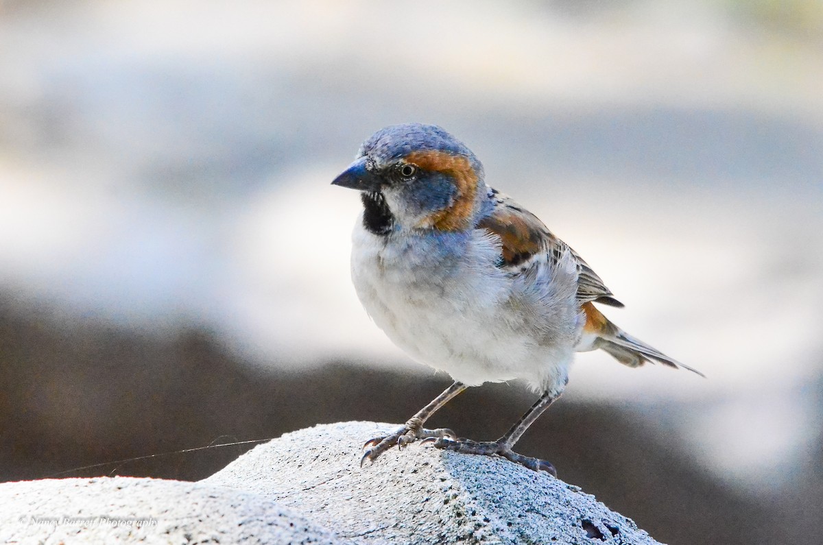 Kenya Rufous Sparrow - Passer rufocinctus - Birds of the World