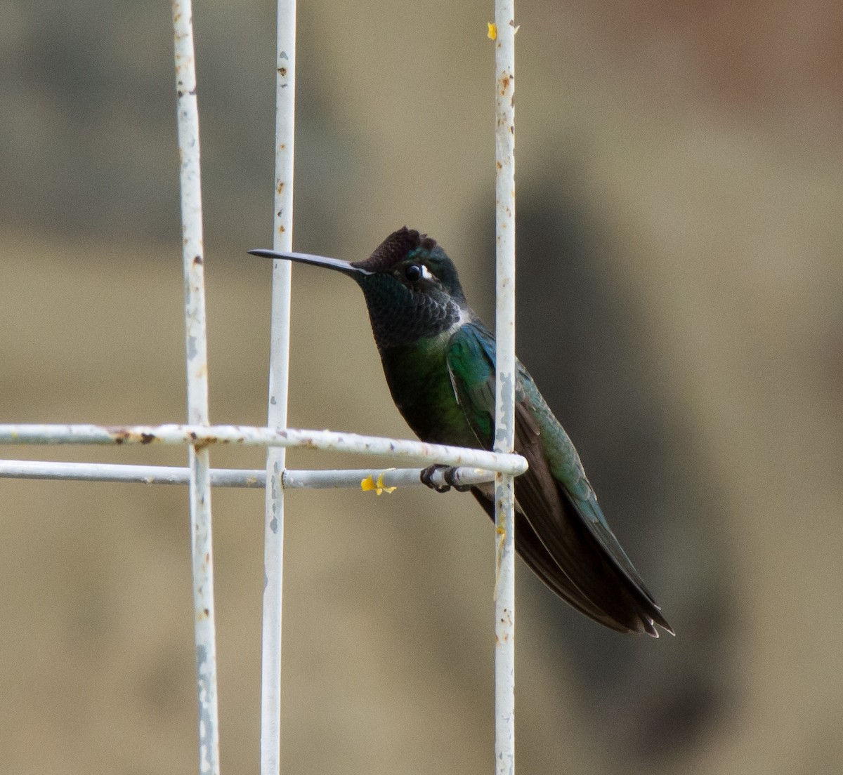 eBird Checklist - 16 Apr 2018 - East Whitetail Canyon - 34 species (+2 ...
