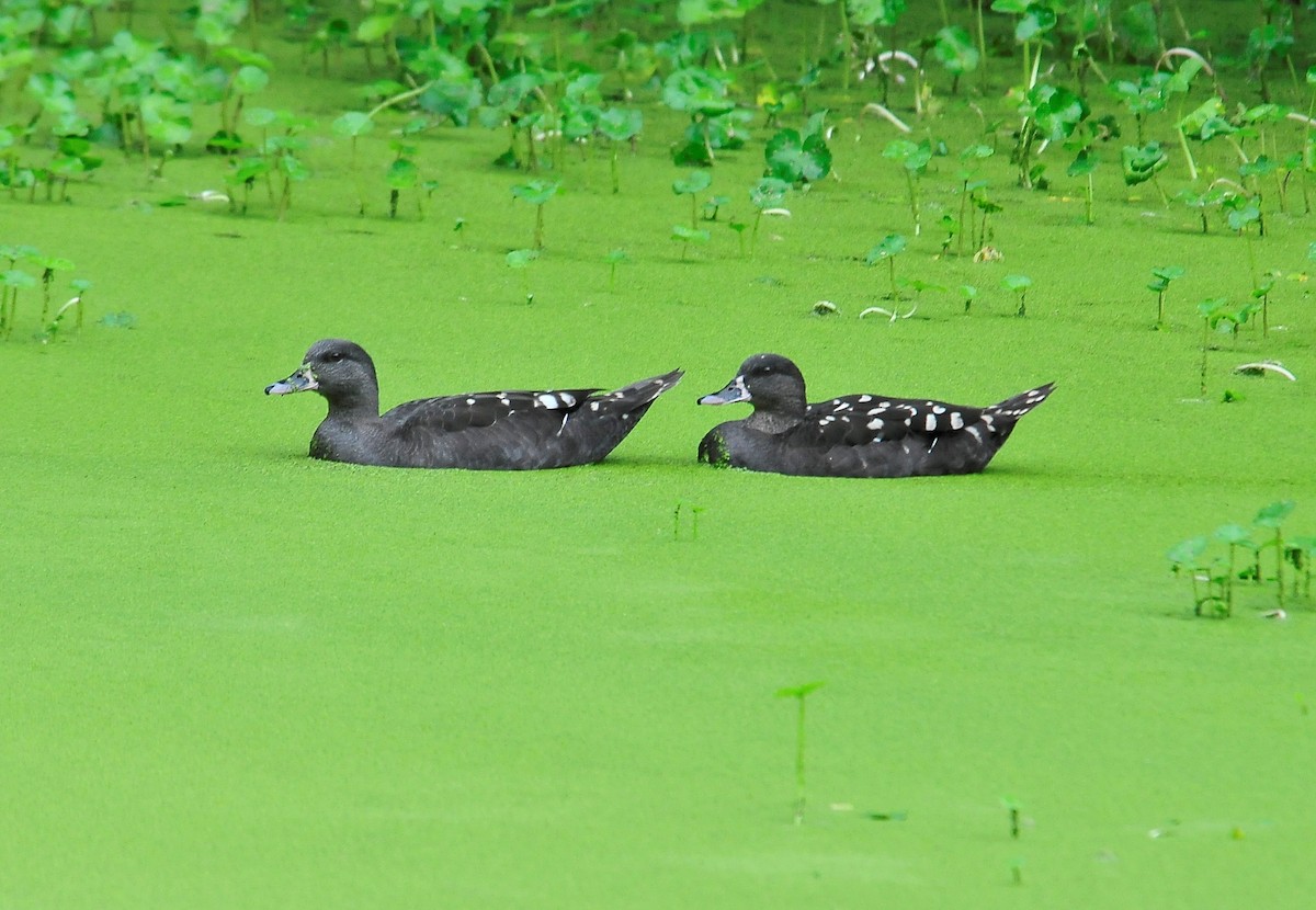 African Black Duck - Anas sparsa - Birds of the World
