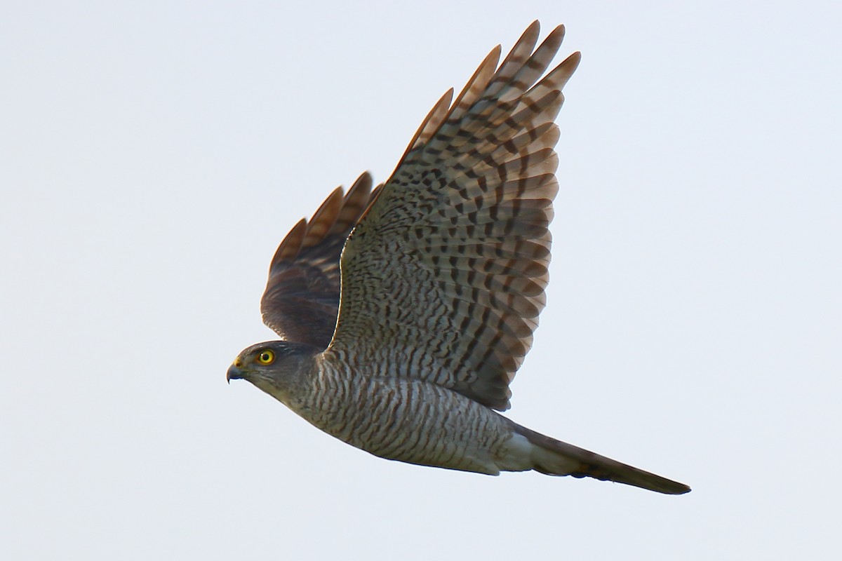 Japanese Sparrowhawk - Tachyspiza gularis - Birds of the World