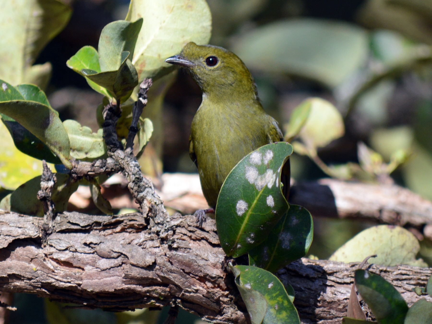 Helmeted Manakin - eBird