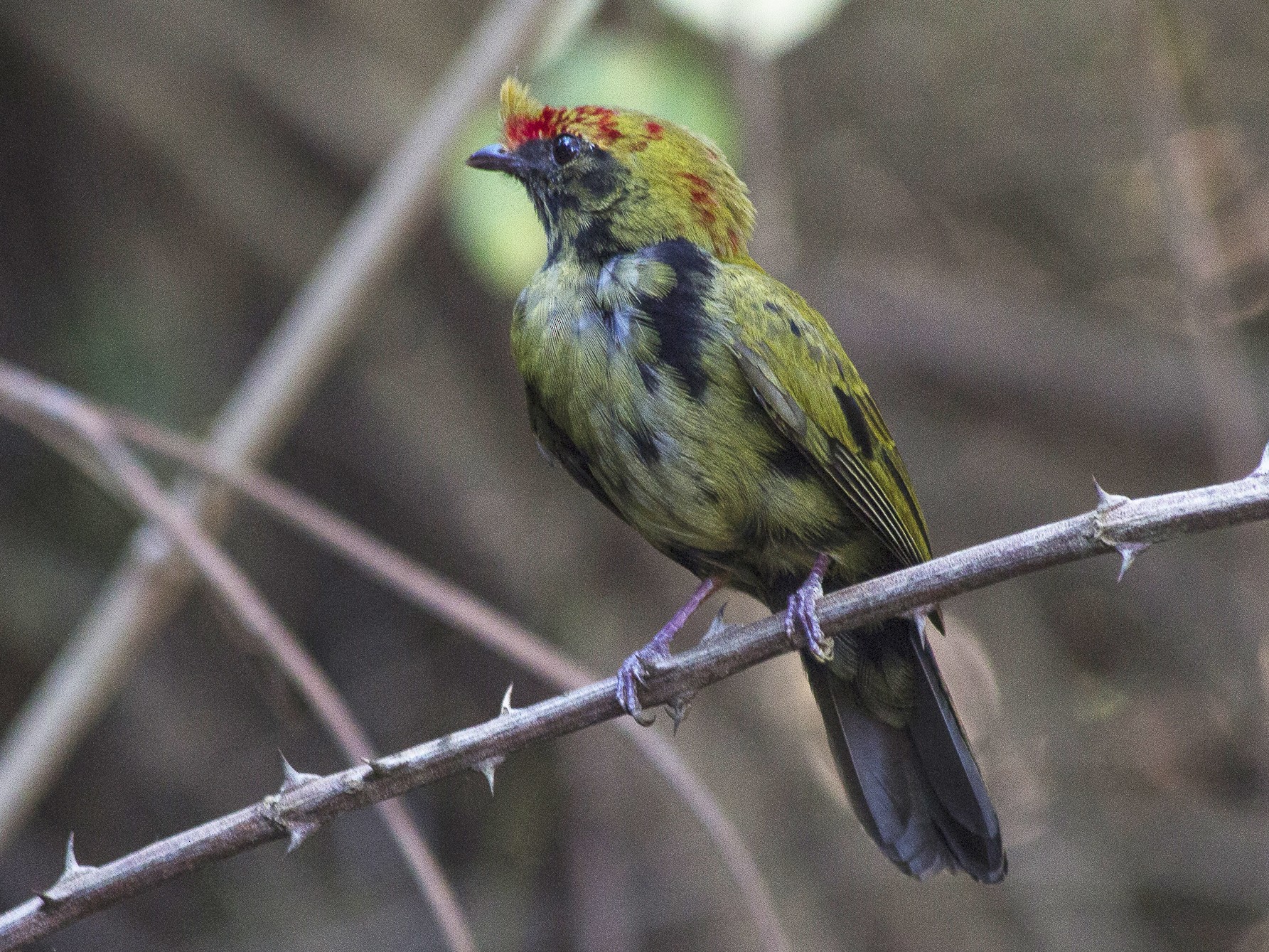 Helmeted Manakin - eBird