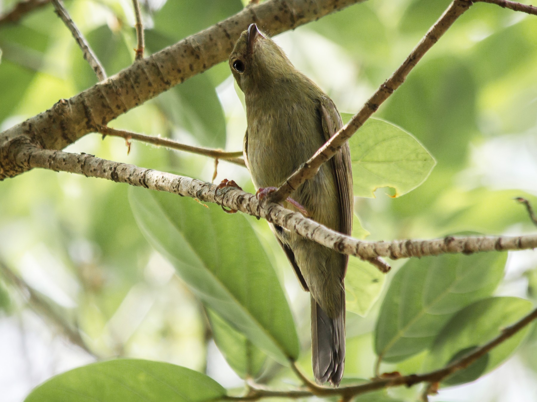Helmeted Manakin - eBird