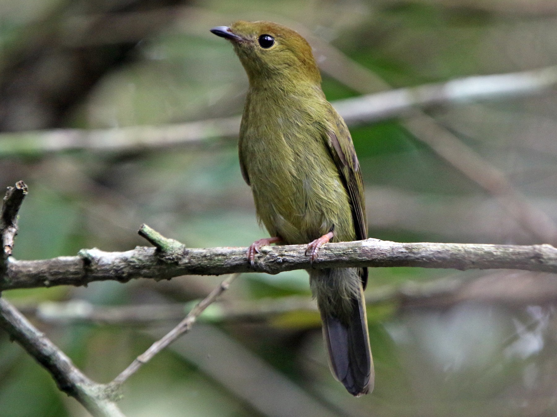 Helmeted Manakin - eBird