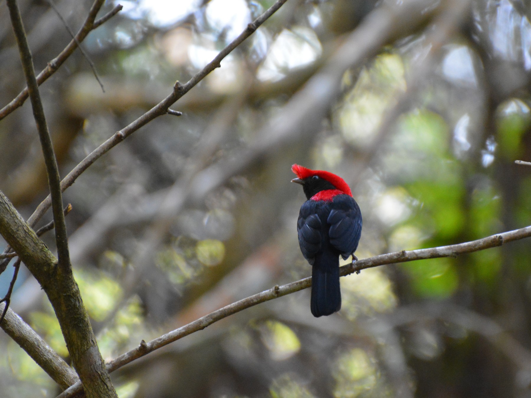 Helmeted Manakin - eBird