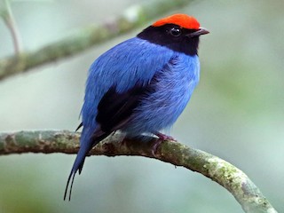 Swallow-tailed Manakin - Chiroxiphia caudata - Birds of the World