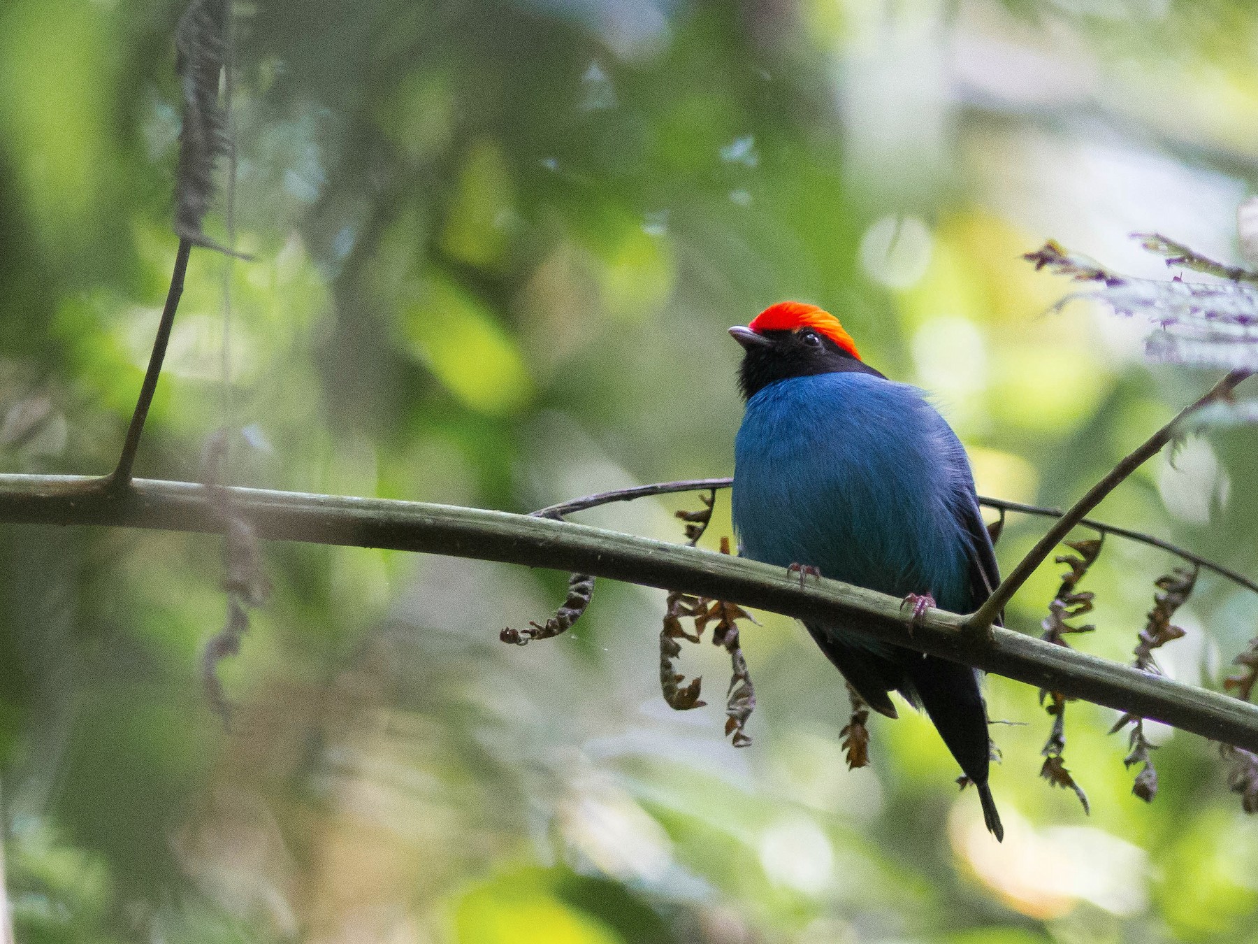 Swallow-tailed Manakin - eBird