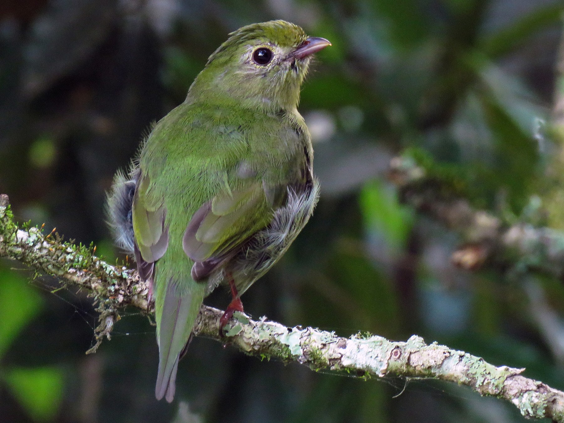 Swallow-tailed Manakin - eBird