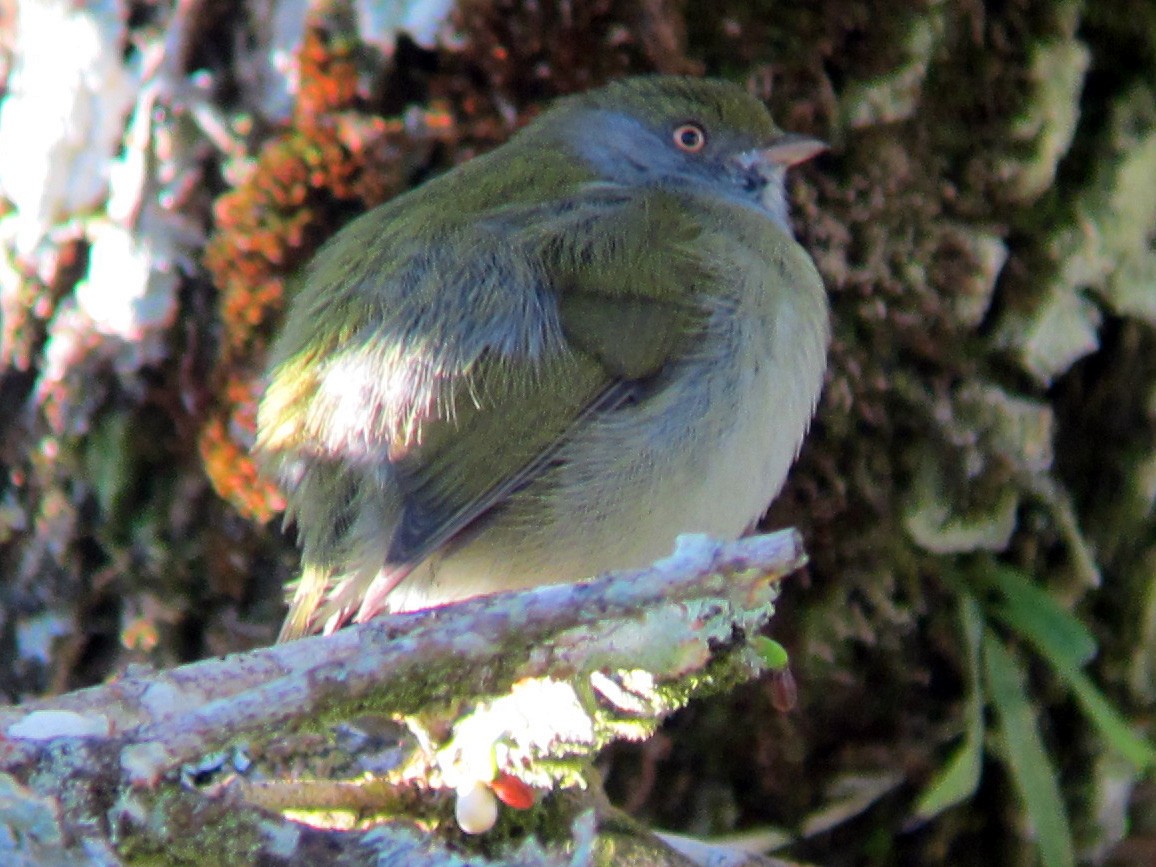 Pin-tailed Manakin - eBird