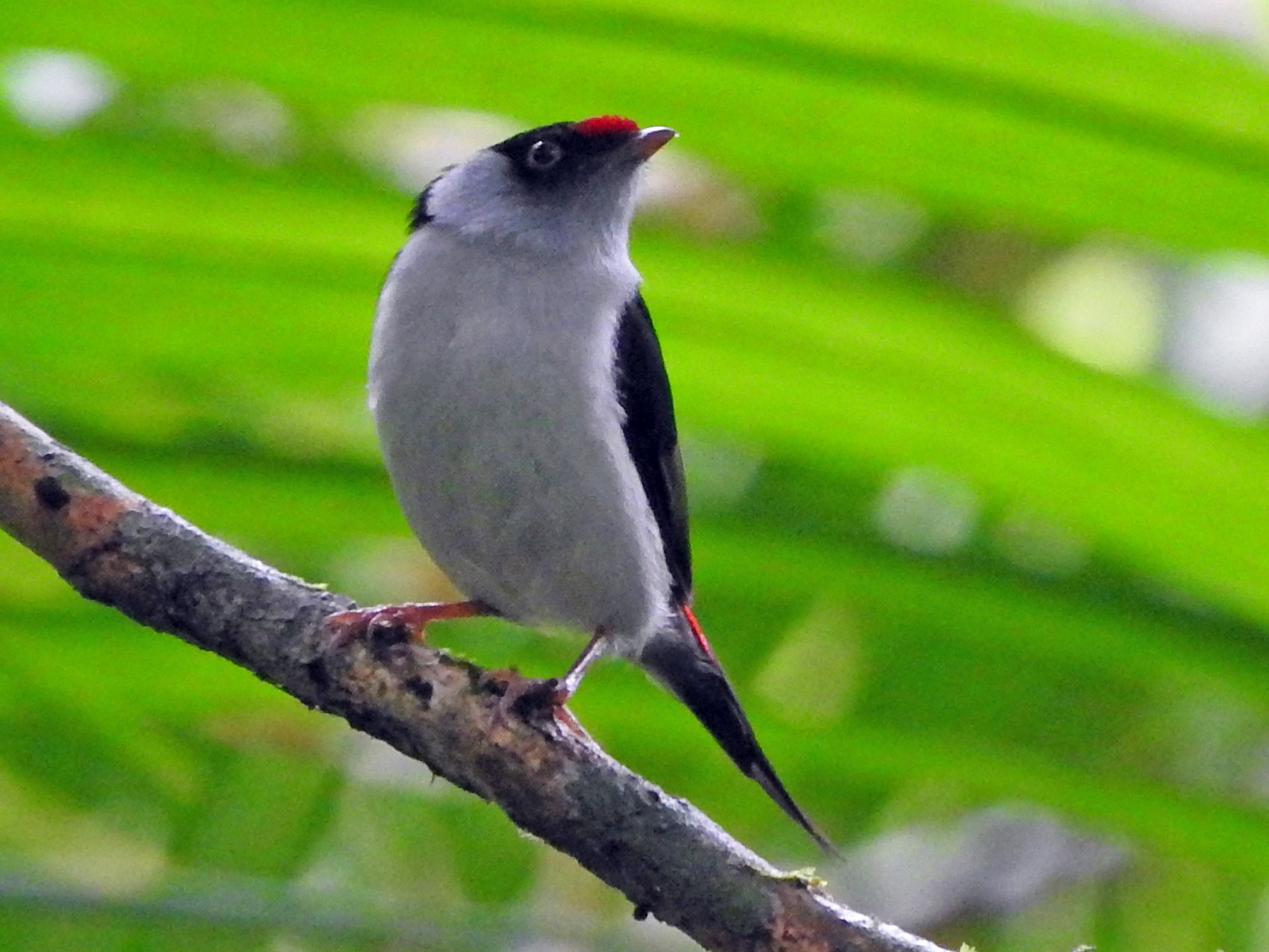Pin-tailed Manakin - eBird