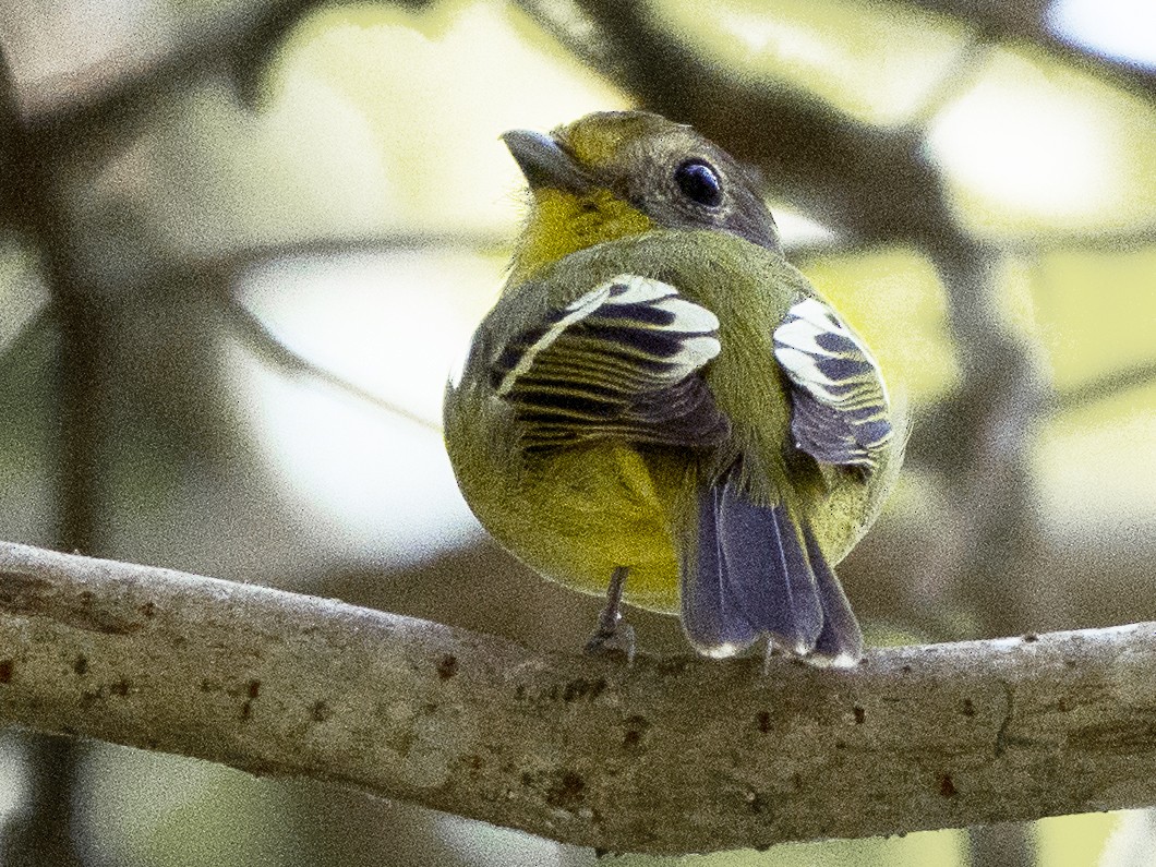 Piprite verdin - eBird