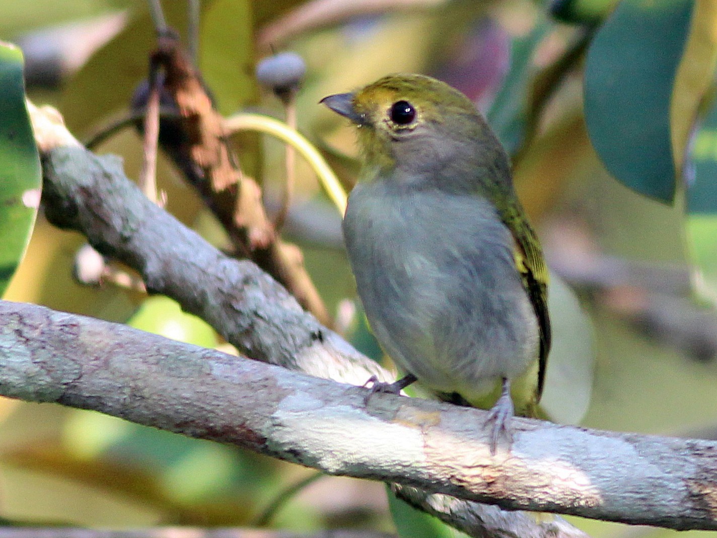 Wing-barred Piprites - eBird