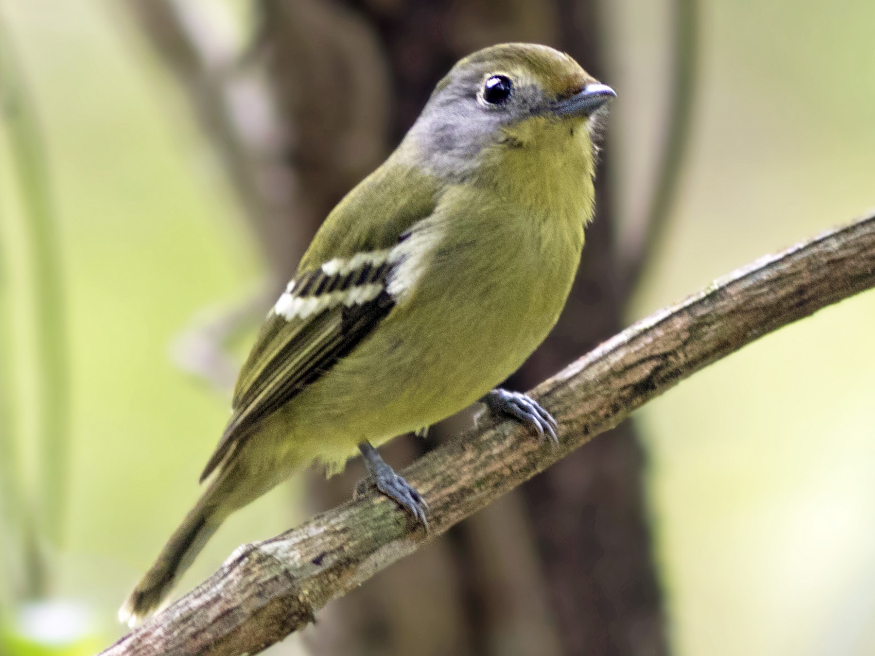 Quejoso Ala Barreteada - eBird