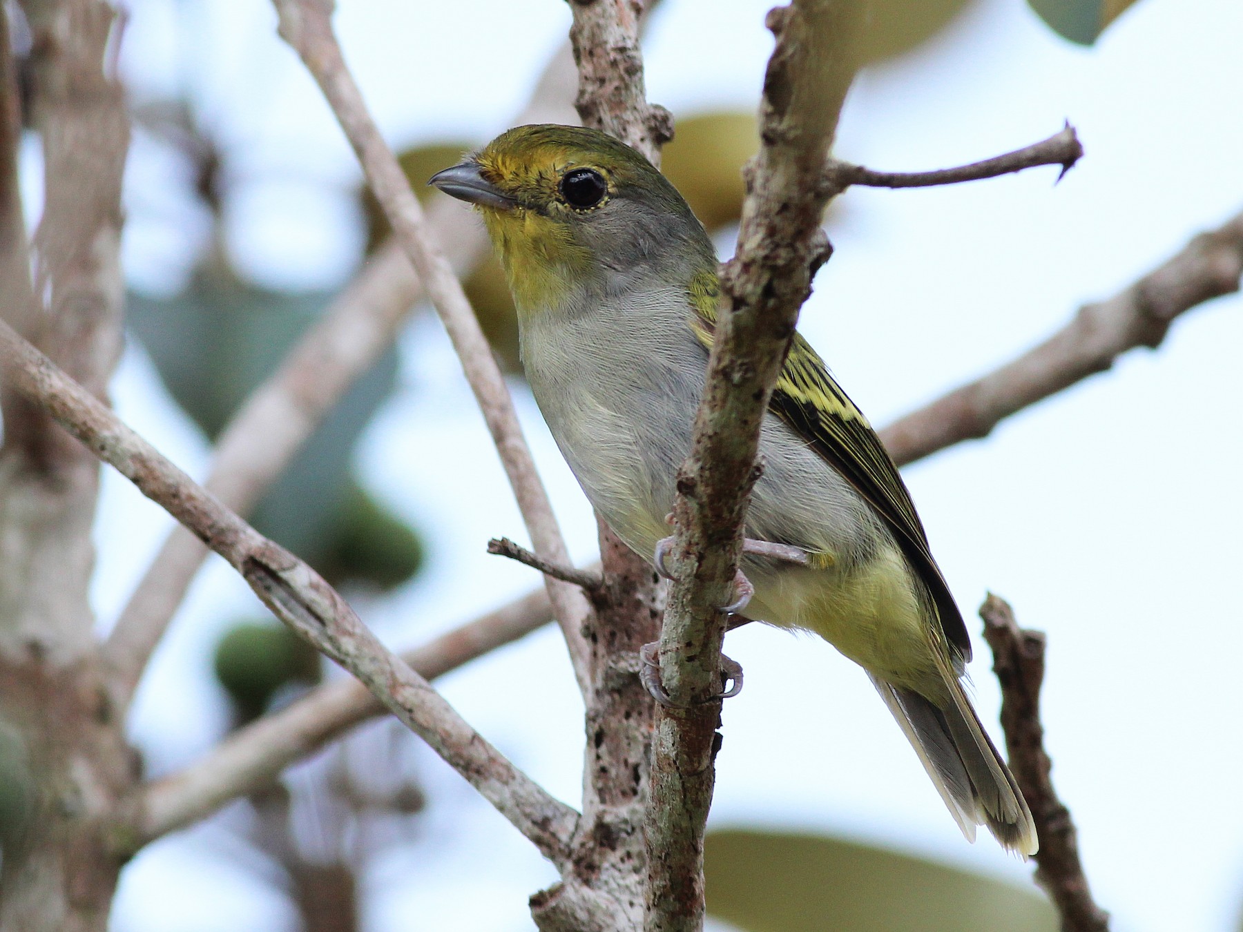 Wing-barred Piprites - eBird