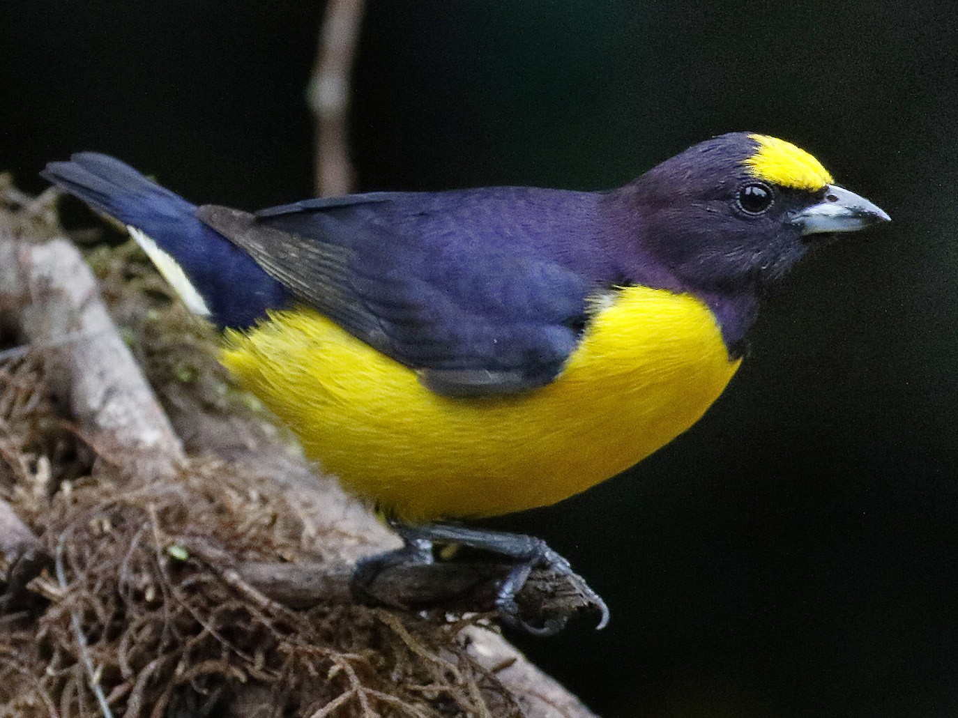 Purple-throated Euphonia - eBird