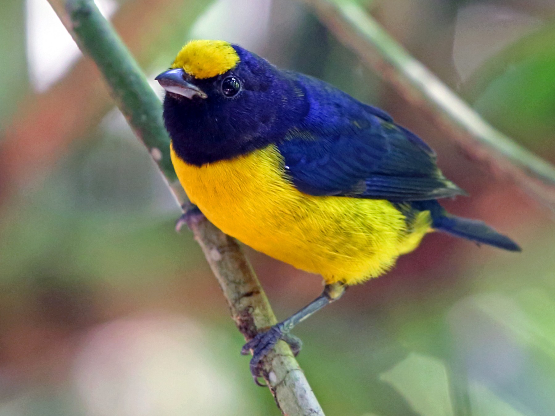 Purple-throated Euphonia - eBird