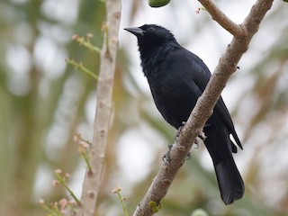 Chopi Blackbird - eBird