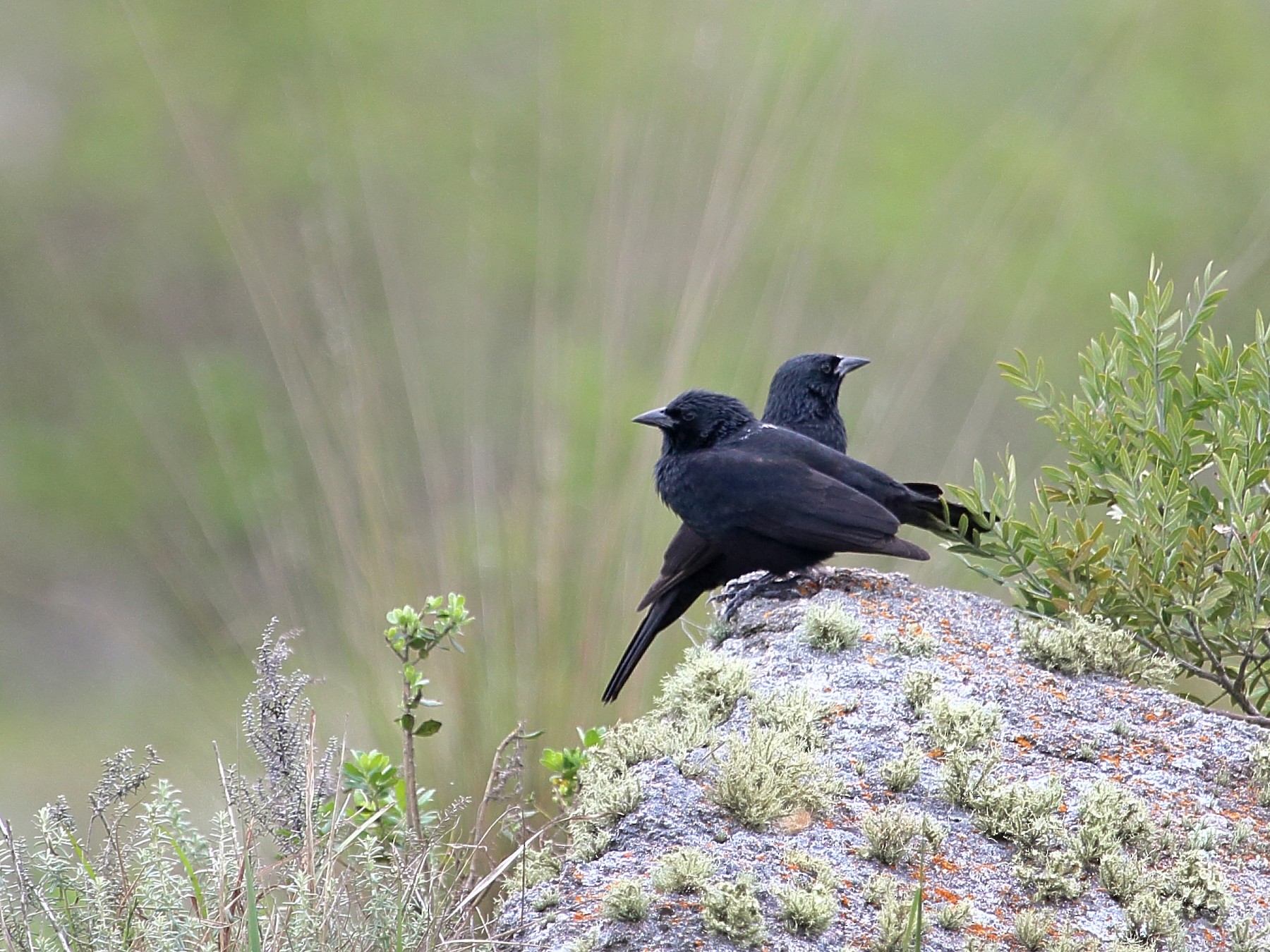 Chopi Blackbird - eBird