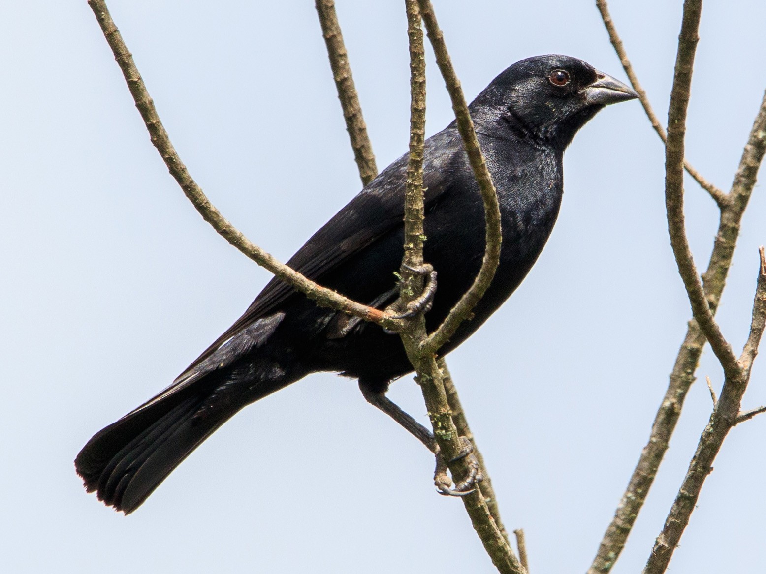 Screaming Cowbird - eBird