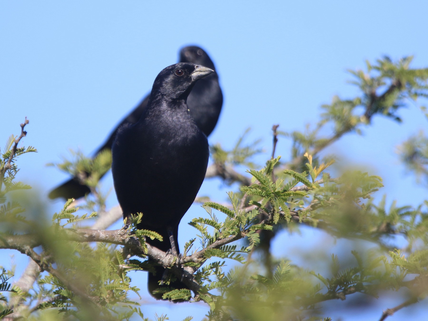 Screaming Cowbird