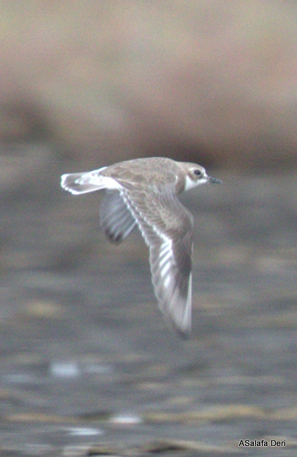 sand-plover sp. - eBird