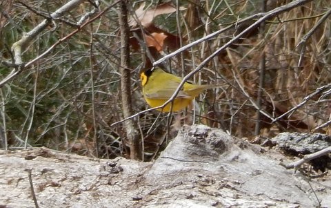 eBird Checklist - 11 Mar 2018 - Tuckahoe WMA (Corbin City/Atlantic Co ...