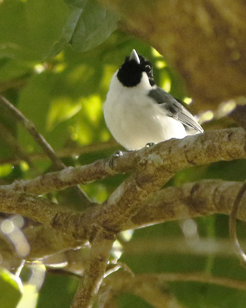 Flores Monarch - Symposiachrus sacerdotum - Birds of the World