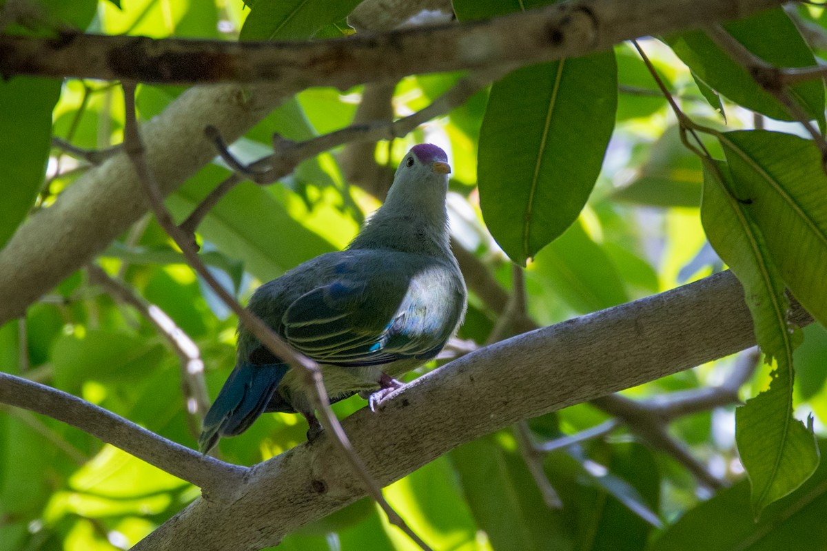 Makatea Fruit-Dove - Ptilinopus chalcurus - Birds of the World
