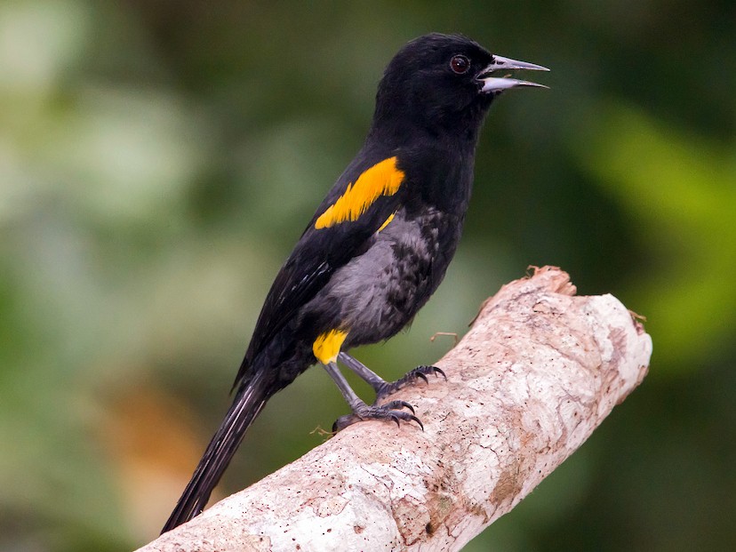 Variable Oriole - Icterus pyrrhopterus - Birds of the World