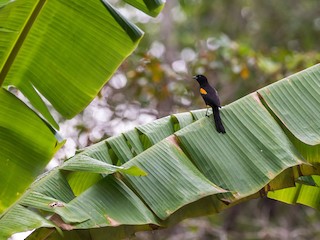Variable Oriole - eBird