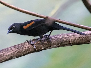 Variable Oriole - eBird