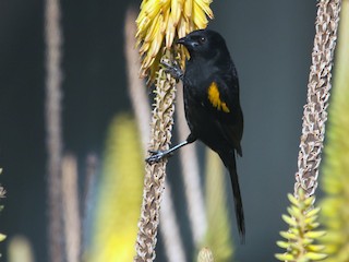 Variable Oriole - eBird