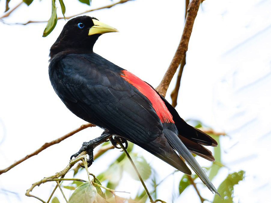 Red-rumped Cacique - eBird