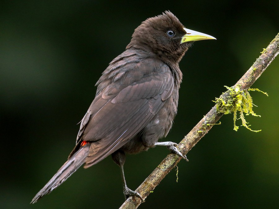 Red-rumped Cacique - eBird