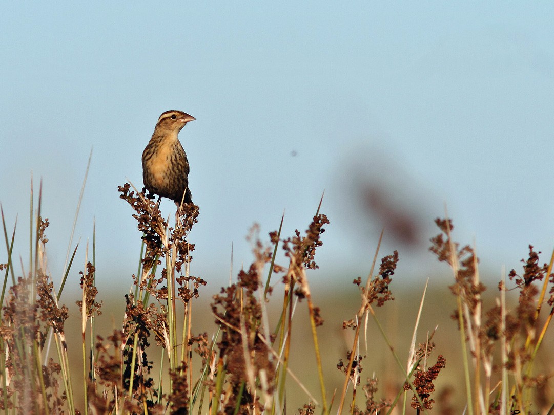 Loica Cejiblanca - eBird