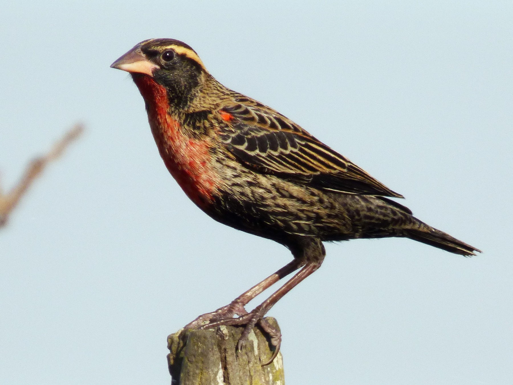 Pecho Colorado - eBird