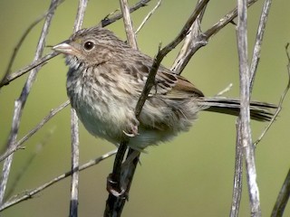 Grassland Sparrow - eBird