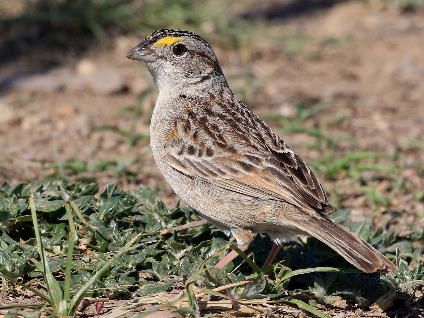 Grassland Sparrow - eBird