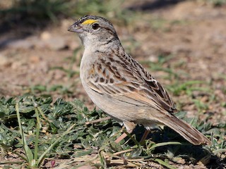 Grassland Sparrow - eBird