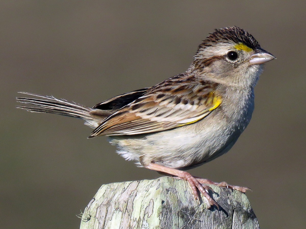 Grassland Sparrow - Ammodramus humeralis - Birds of the World