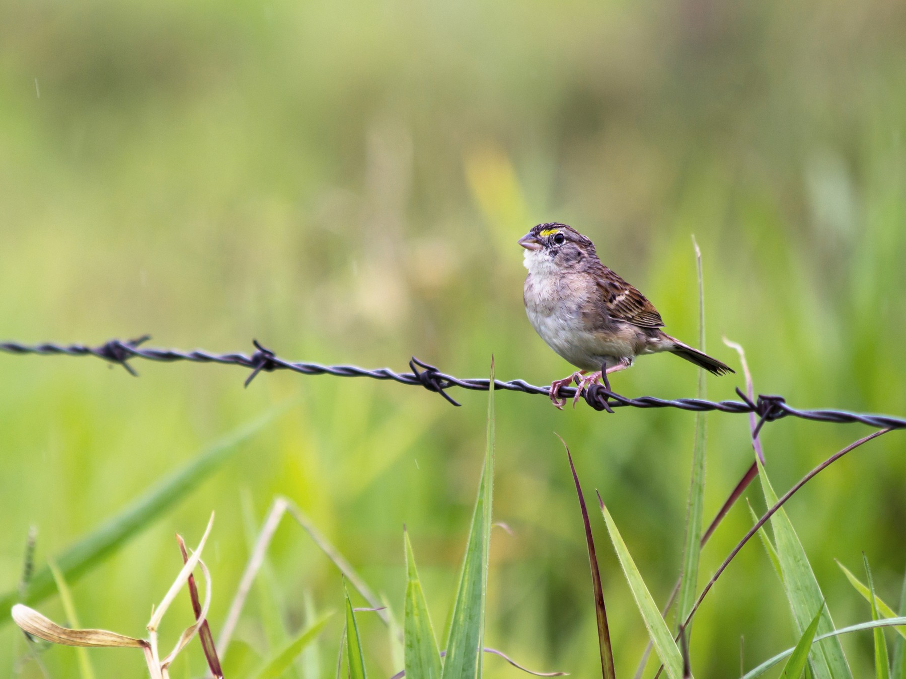 Grassland Sparrow - eBird